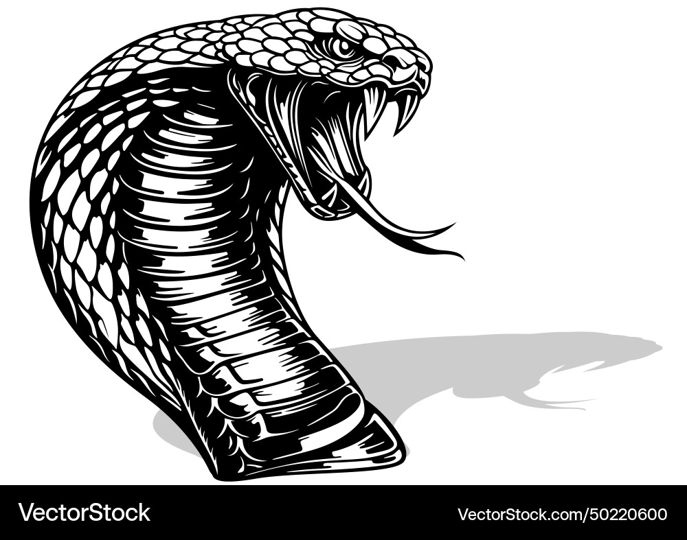 Drawing of an indian cobra head Royalty Free Vector Image