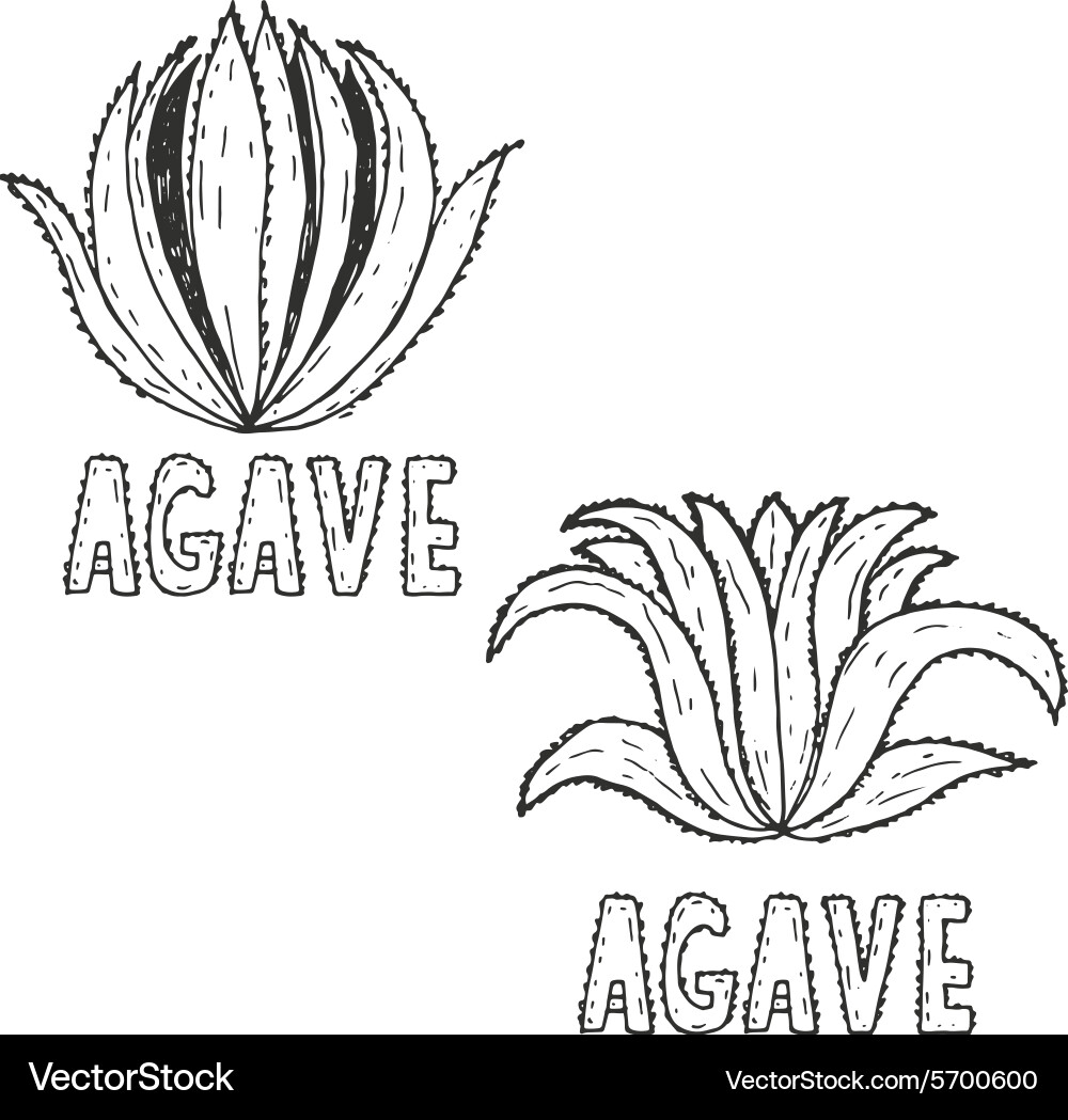Hand drawn template of agave Royalty Free Vector Image