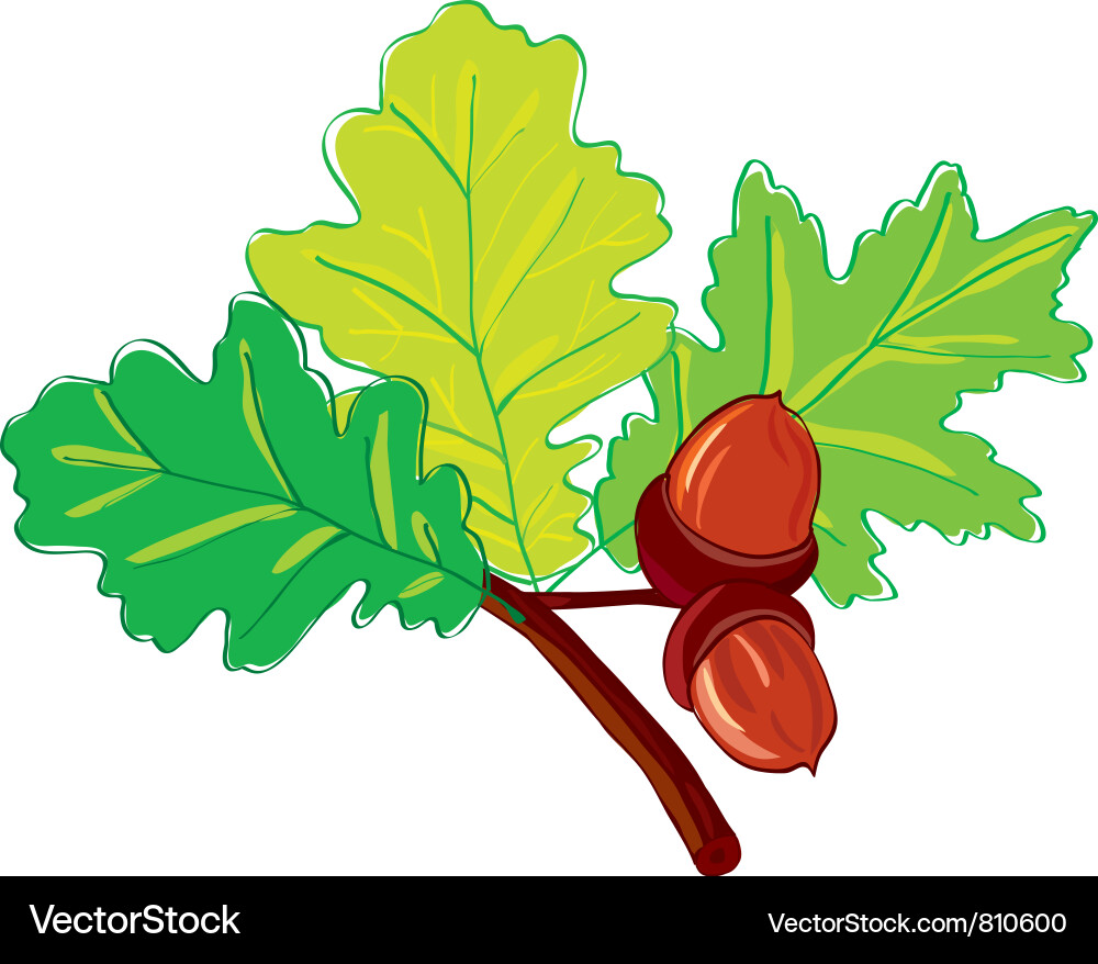 Leaves oak Royalty Free Vector Image - VectorStock