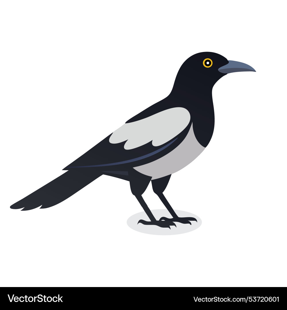 Australian magpie bird isolated flat on white Vector Image