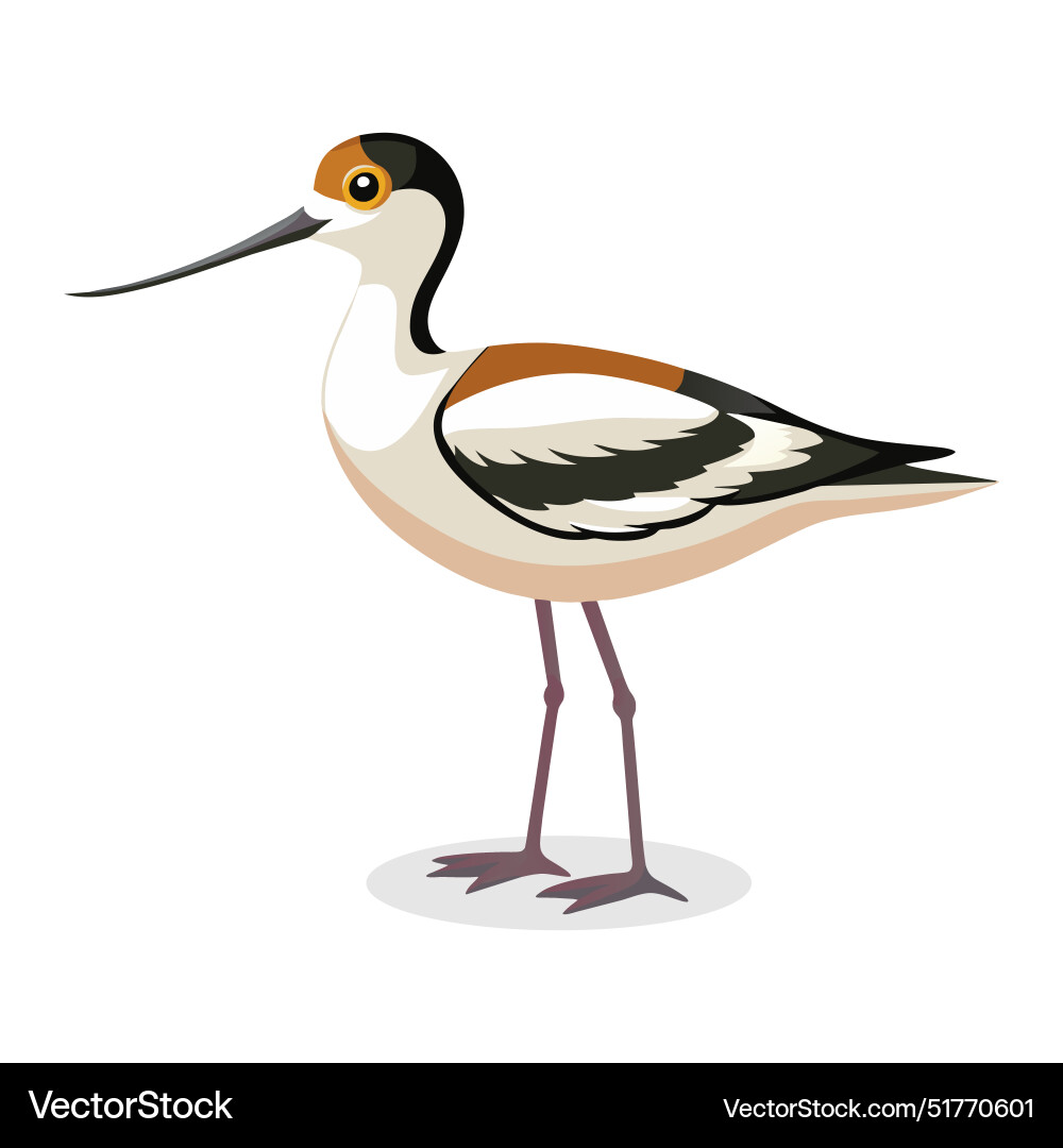 Avocet bird flat Royalty Free Vector Image - VectorStock