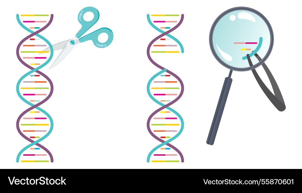 Gene editing double helix dna concept Royalty Free Vector