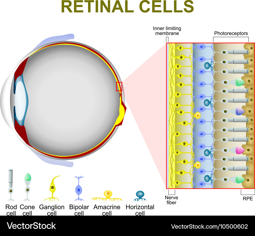 Photoreceptor cells Royalty Free Vector Image - VectorStock