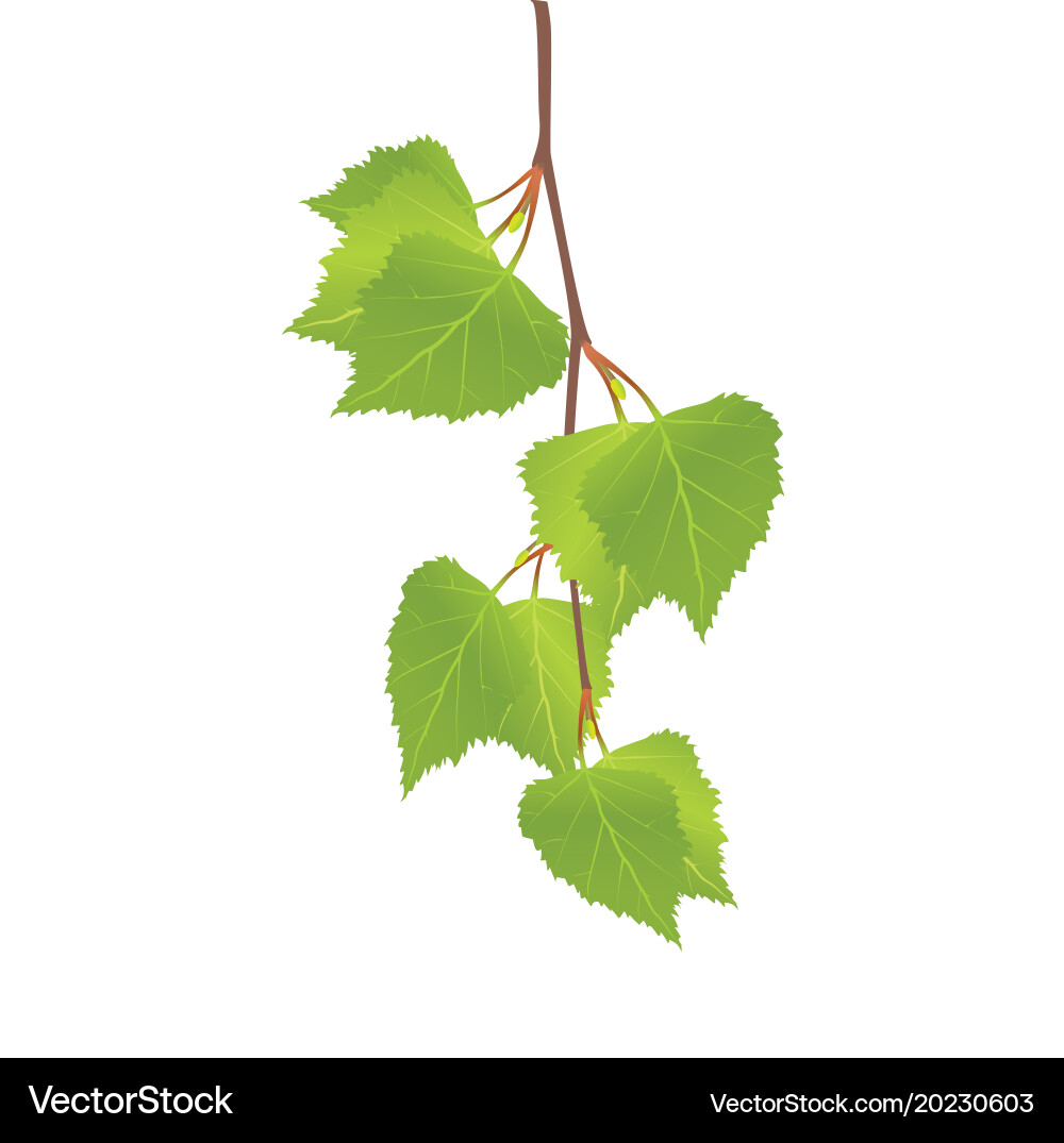 Branch of a birch with leaves Royalty Free Vector Image