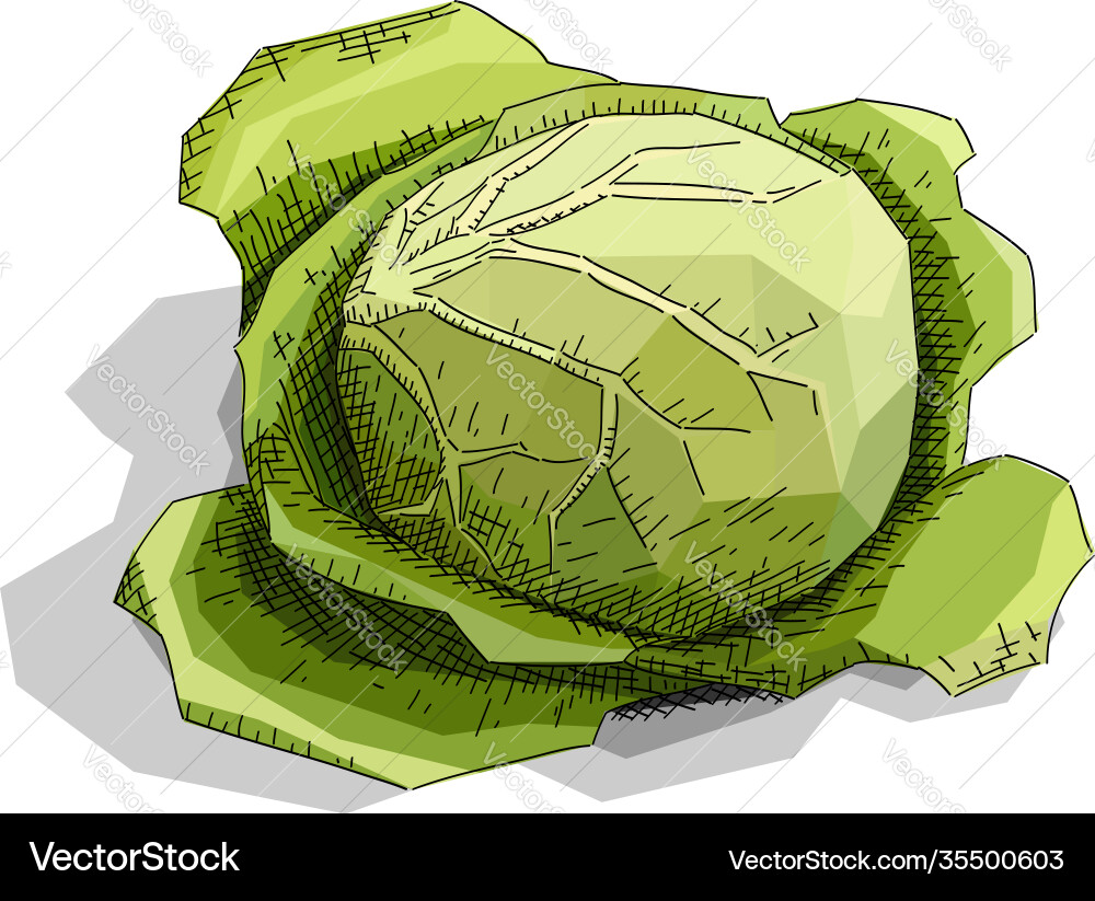 Cartoon Cabbage Sketch Royalty Free Vector Image