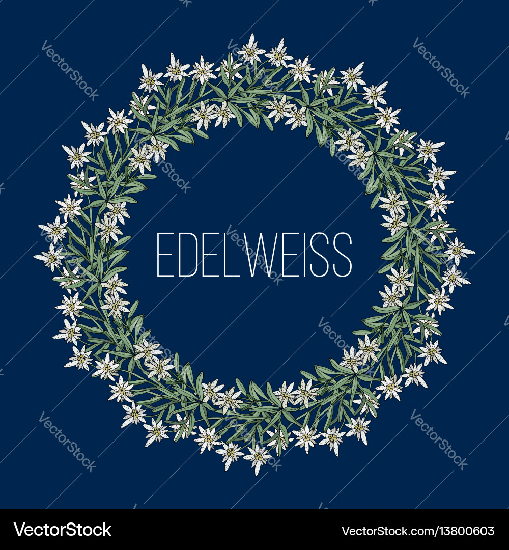 Edelweiss Summer Wreath Royalty Free Vector Image