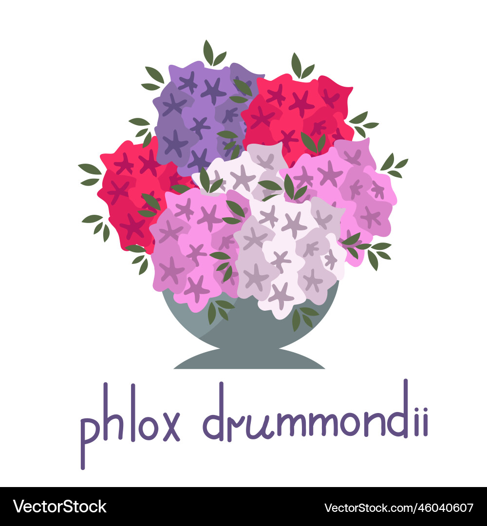 Phlox drummondi Royalty Free Vector Image - VectorStock