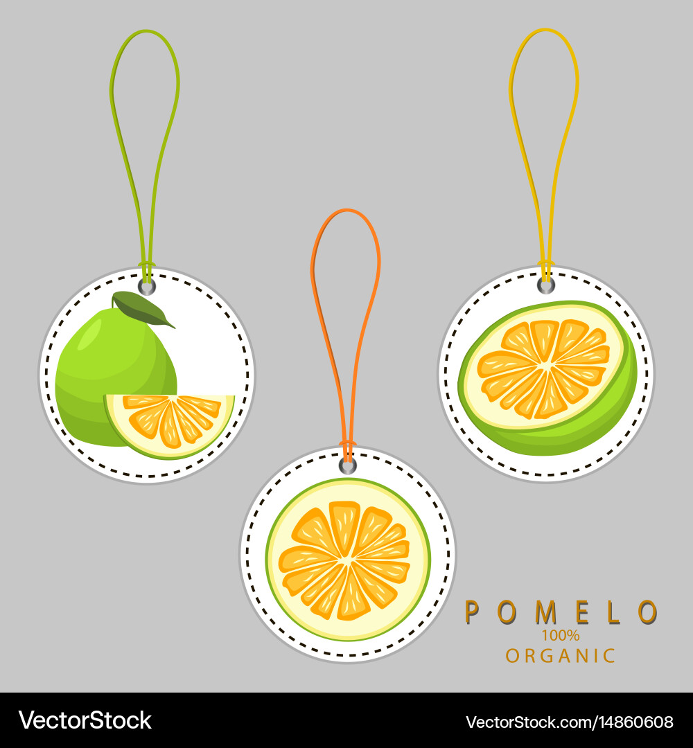 Green pomelo Royalty Free Vector Image - VectorStock