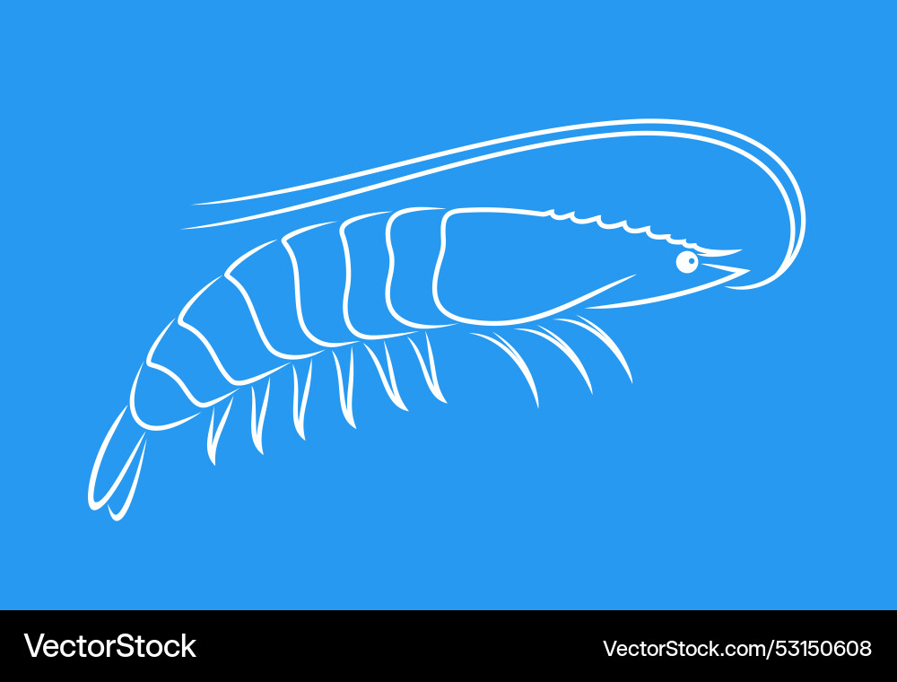 Shrimp Royalty Free Vector Image - VectorStock