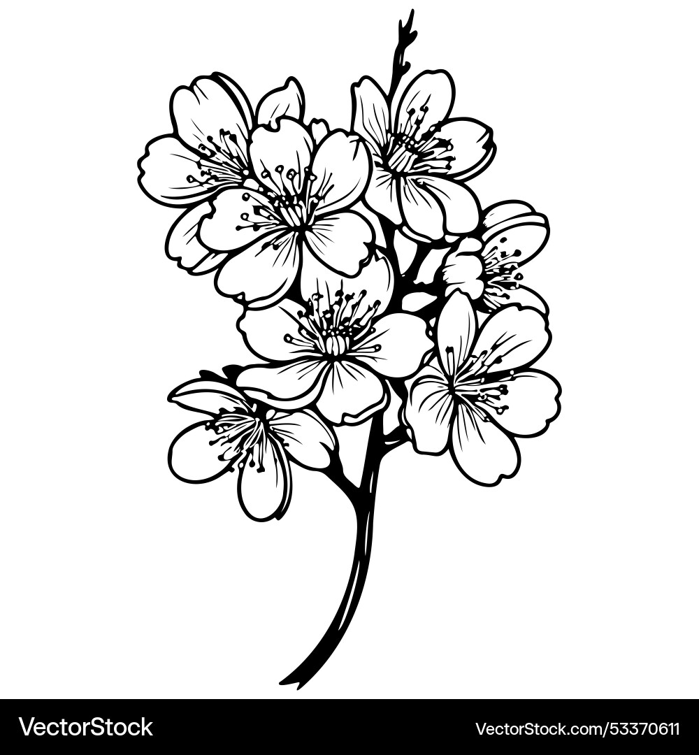 Cherry blossom ink hand drawn line transparent Vector Image