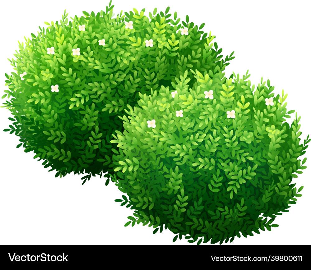 Green bushes Royalty Free Vector Image - VectorStock