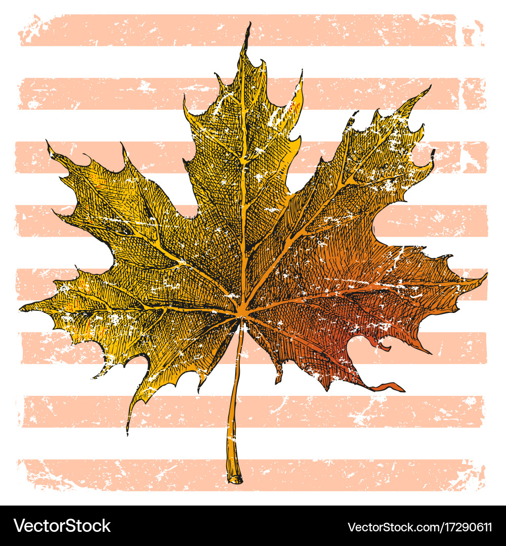 Hand drawn maple leaf Royalty Free Vector Image