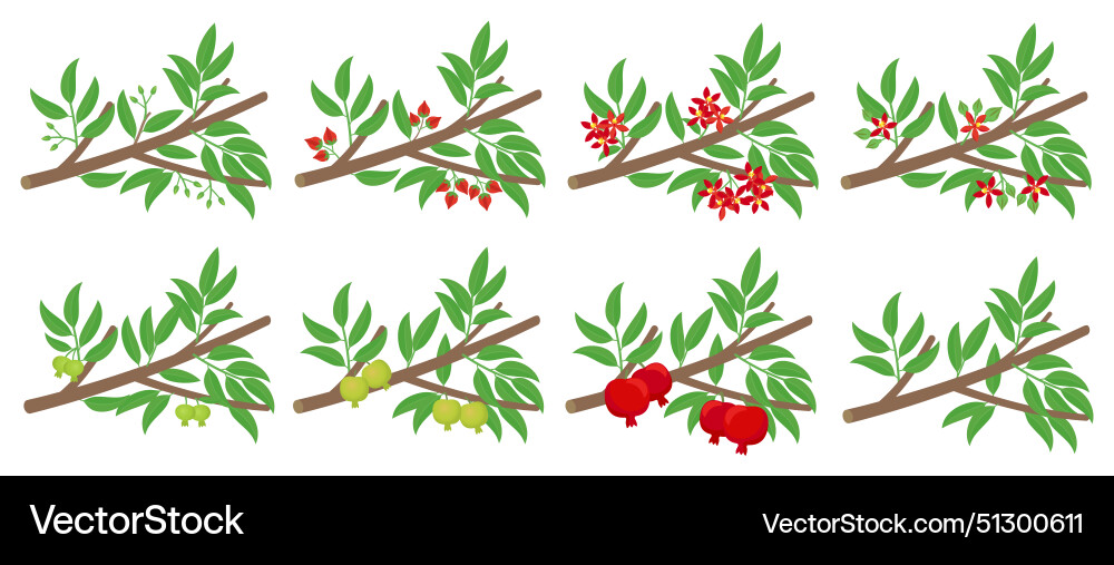 Pomegranate budding and flowering lifecycle Vector Image