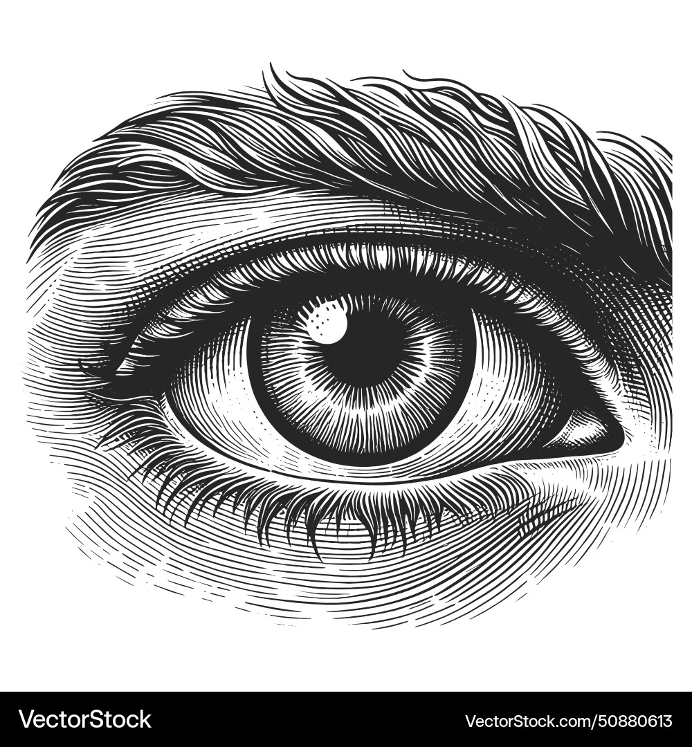 Detailed human eye engraving Royalty Free Vector Image