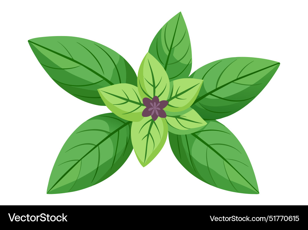 Basill flower flat Royalty Free Vector Image - VectorStock