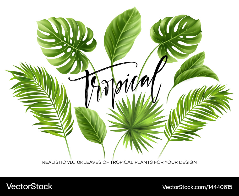 Tropical palm leaves set isolated on white Vector Image