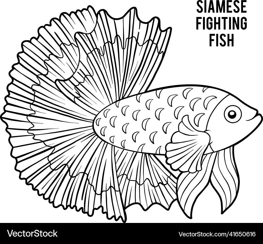 Fighting Siamese Betta Peixe Pez Colorare Bojownik Kolorowanki ...
