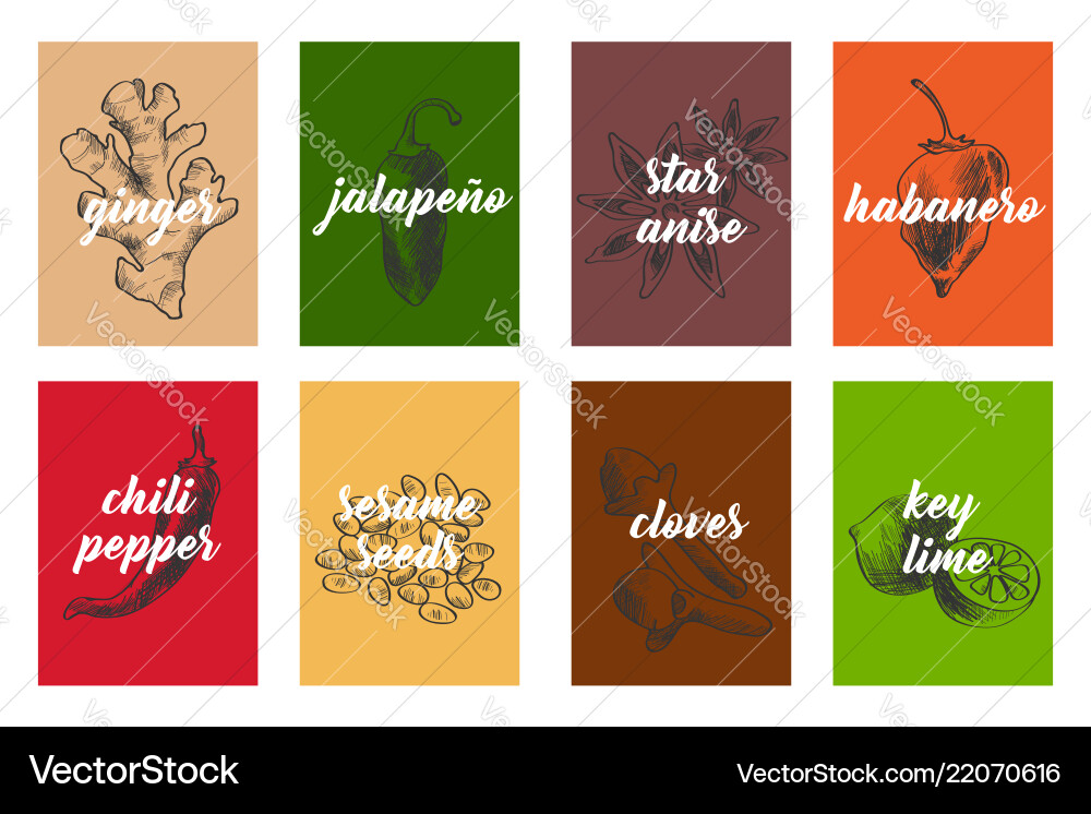 Food cooking spices Royalty Free Vector Image - VectorStock
