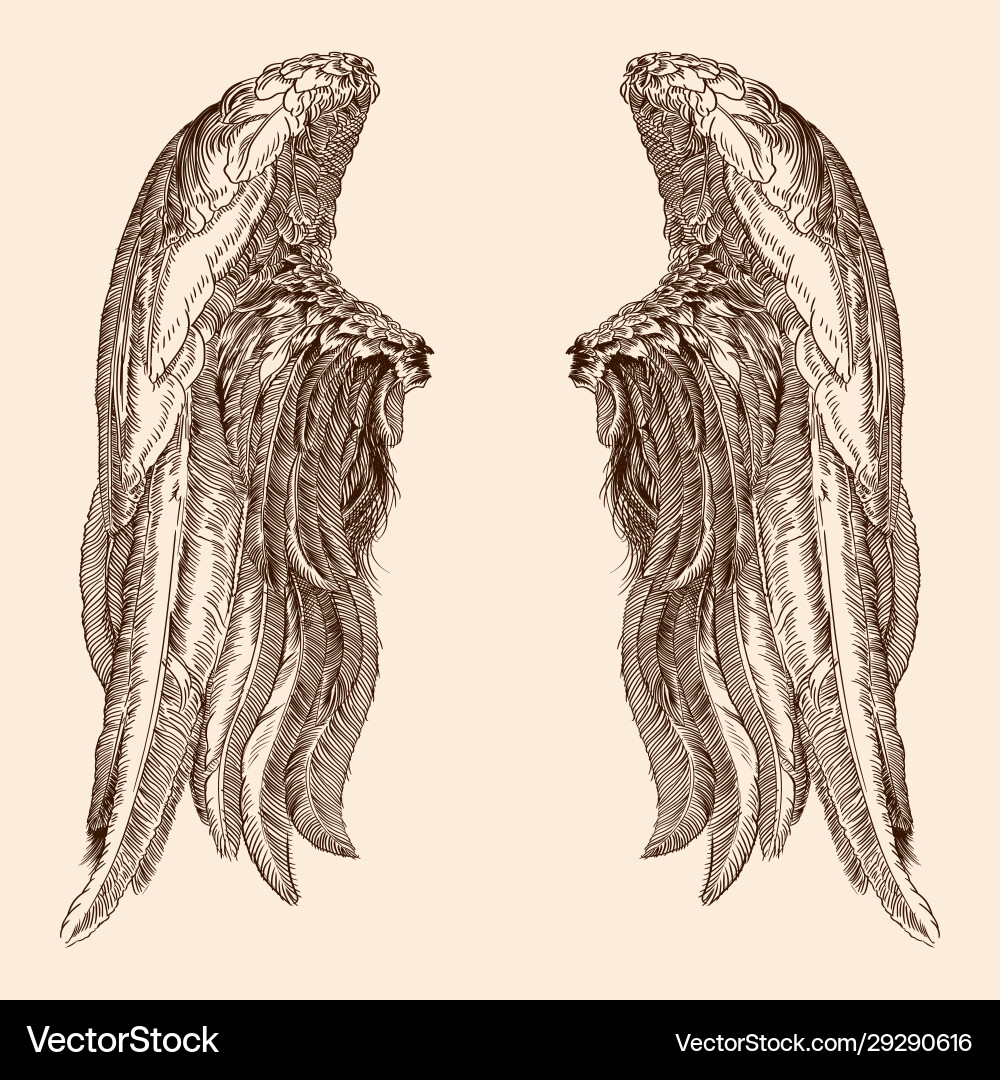 Two wings an angel Royalty Free Vector Image - VectorStock