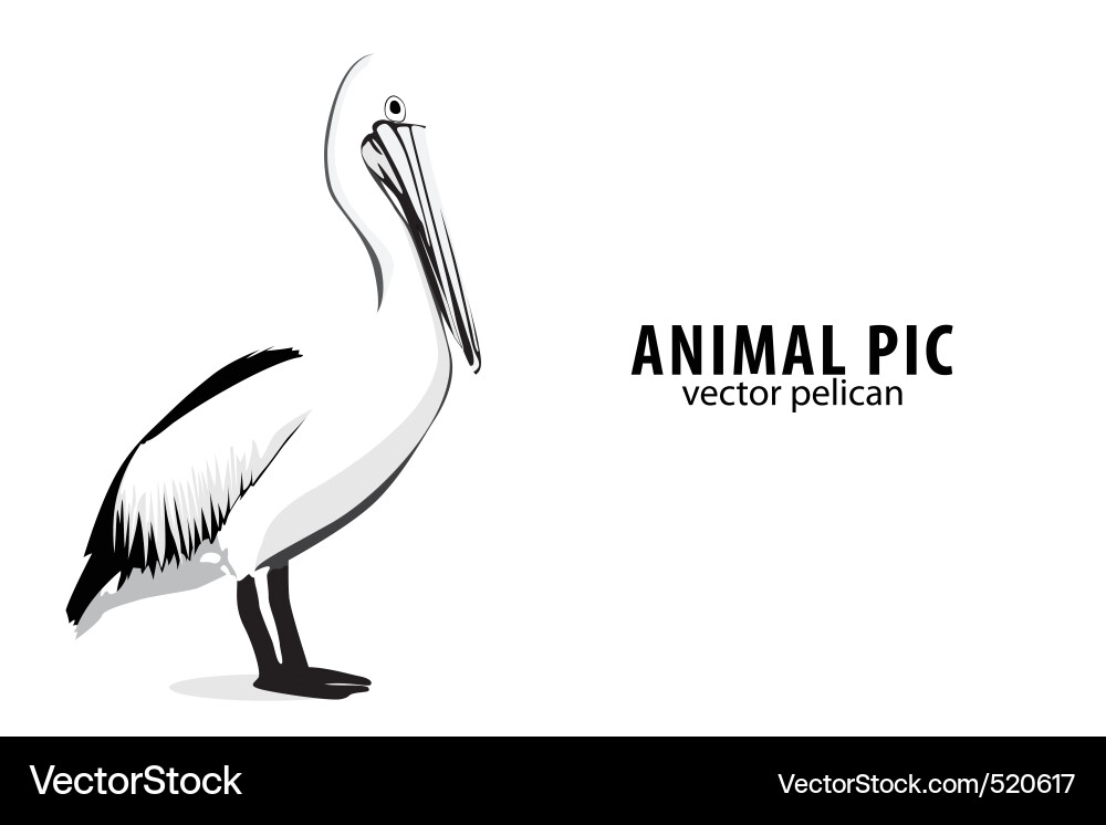 Pelican Royalty Free Vector Image - VectorStock