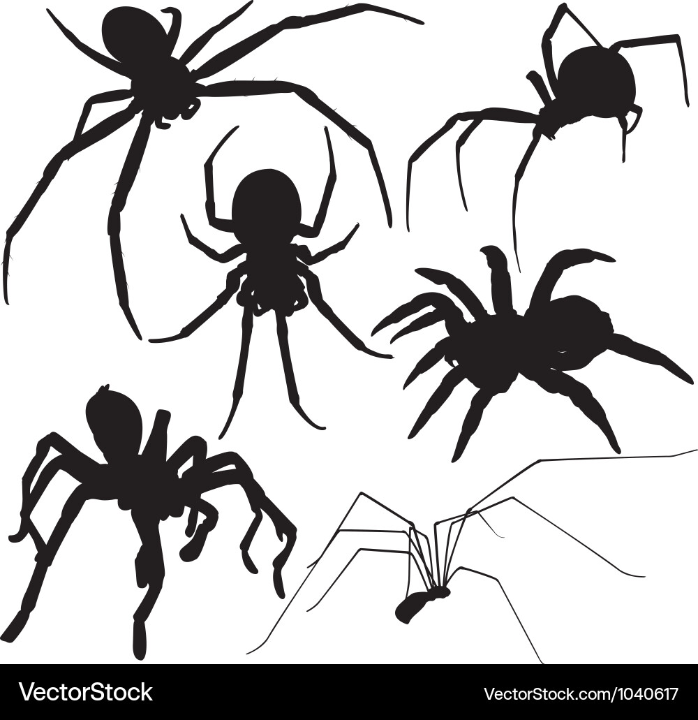 Giant Spider Vector Images (78)