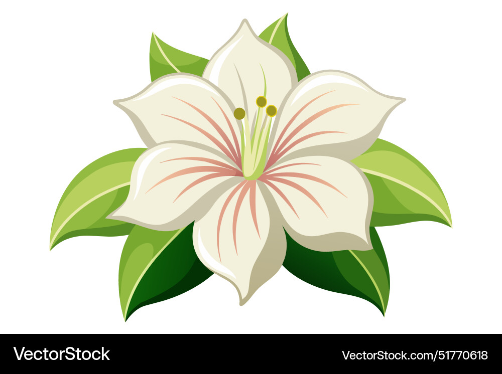 Bauhinia flower flat Royalty Free Vector Image