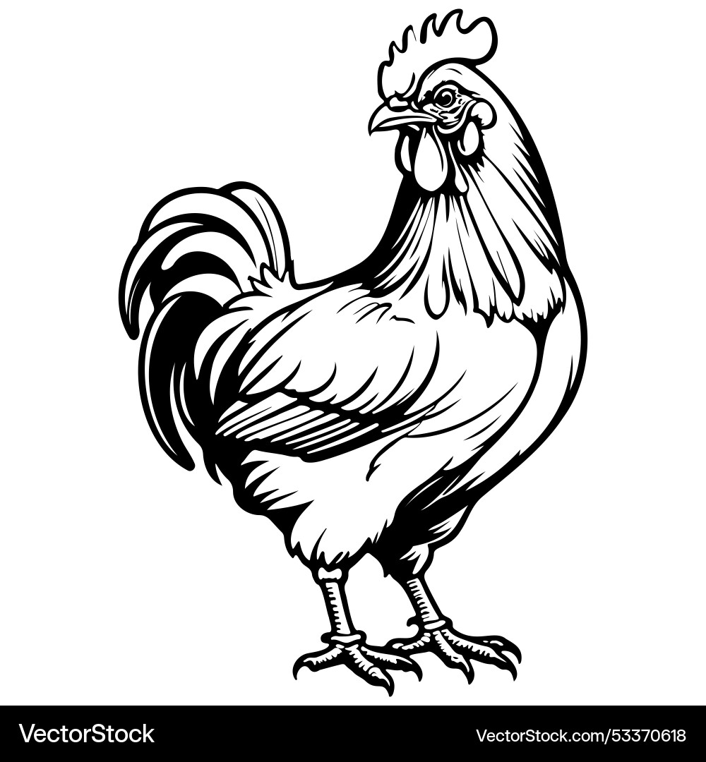 Chicken Drawing How To Draw A Chicken Face Easy Tutorial