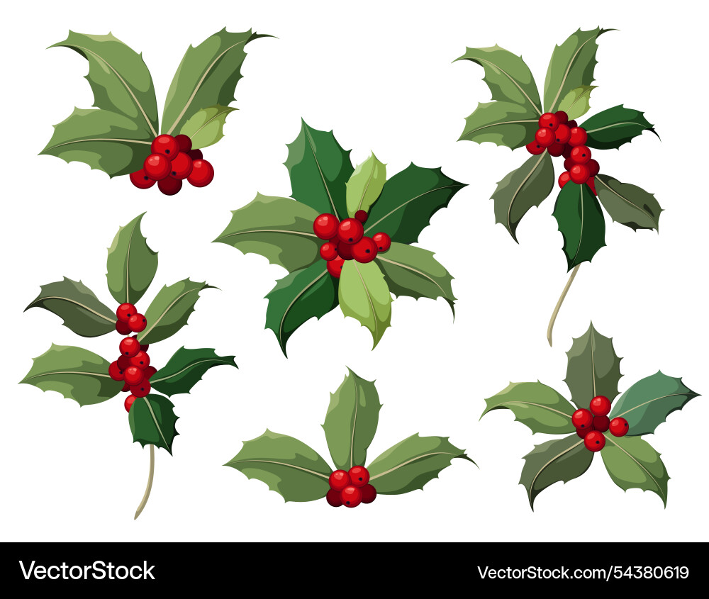 A set of holly Royalty Free Vector Image - VectorStock