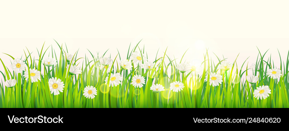 Template background spring field flowers Vector Image
