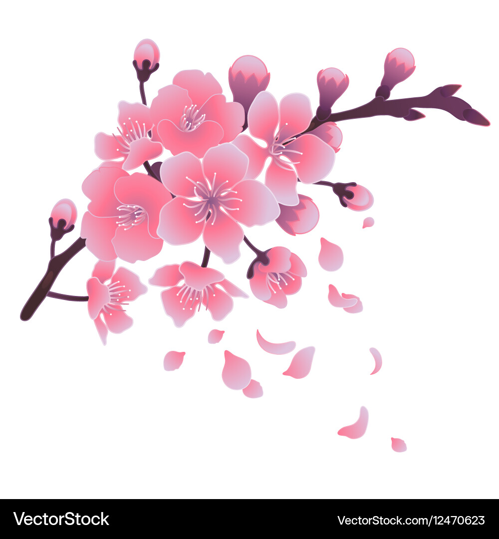 Graphic sakura flowers Royalty Free Vector Image