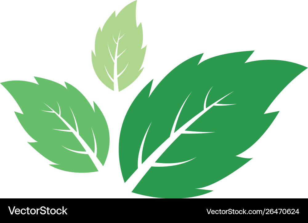 Mint leaves flat icon – Royalty-Free Vector | VectorStock