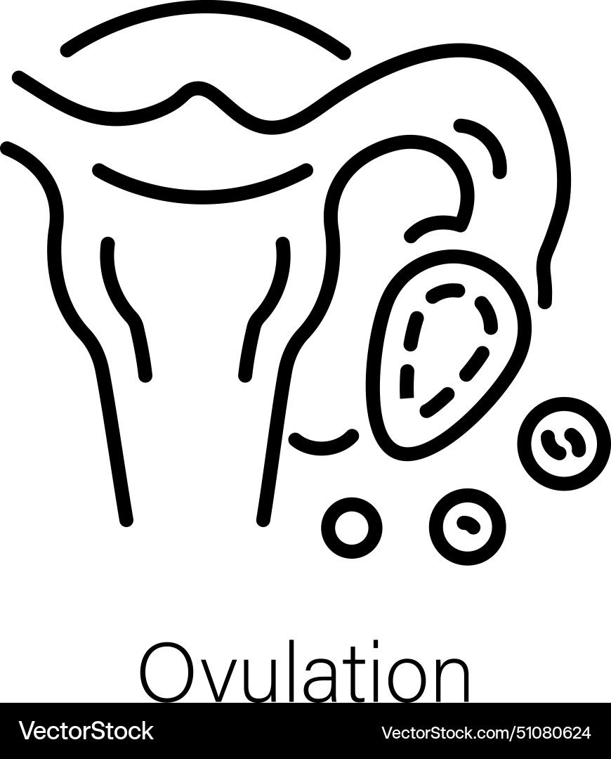 Ovulation Royalty Free Vector Image - VectorStock