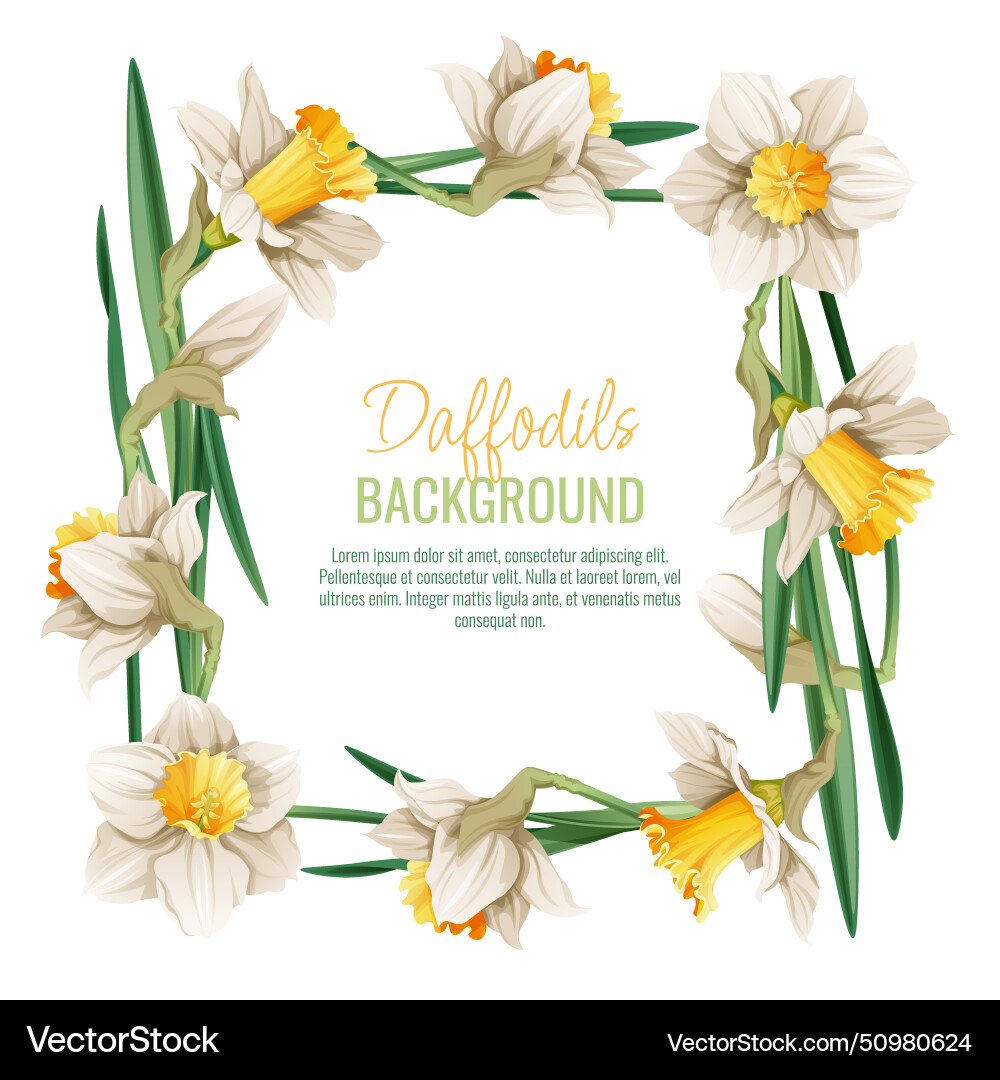 Spring background with daffodils postcard banner Vector Image