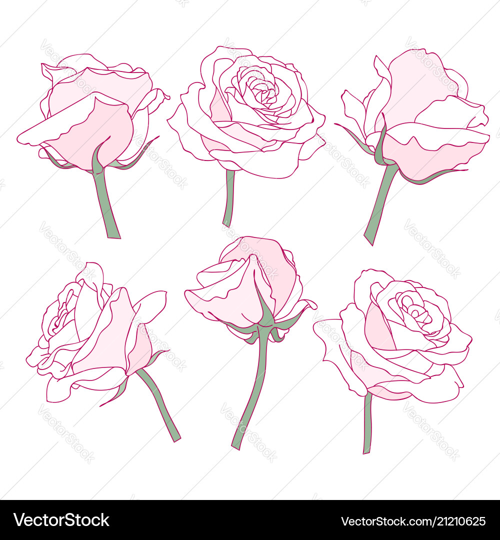 Rose flowers linear graphic drawing set Royalty Free Vector