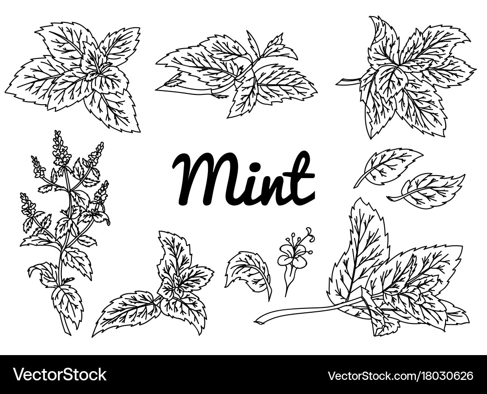 Mint drawing set isolated plant Royalty Free Vector Image