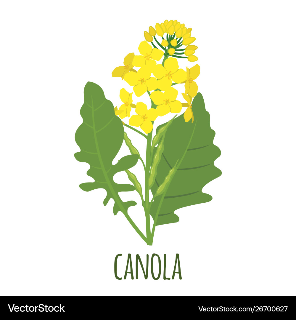 Canola flower in flat style isolated on white Vector Image