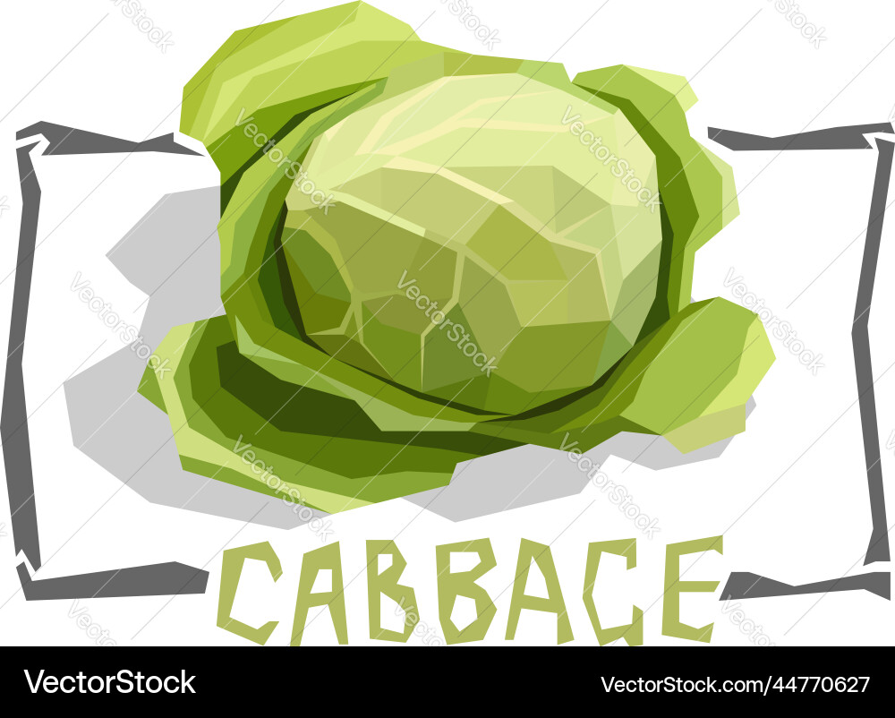 Simple of cabbage Royalty Free Vector Image - VectorStock