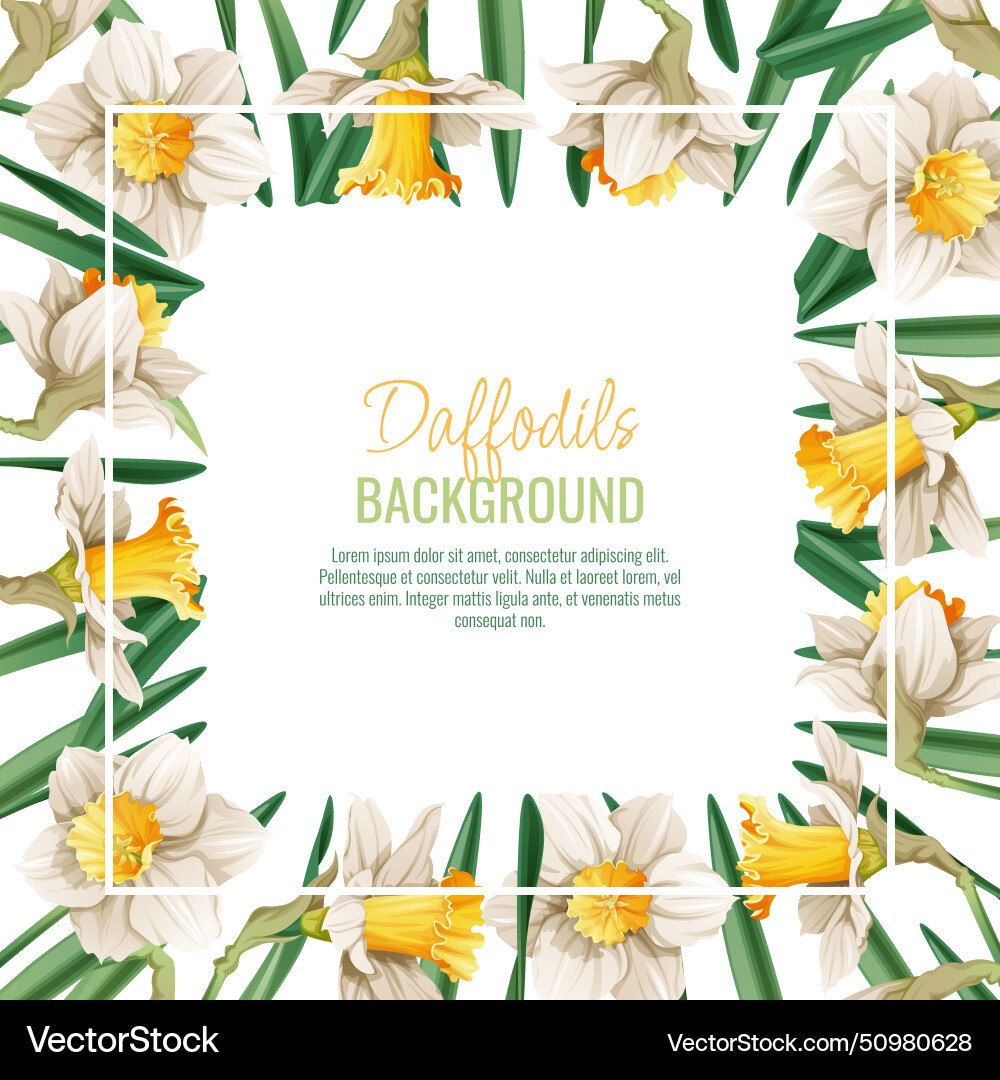 Spring background with daffodils postcard banner Vector Image