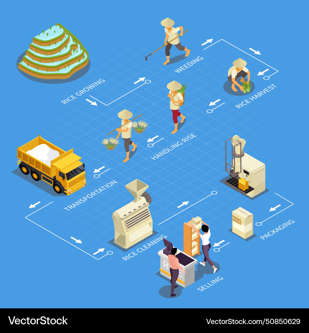 Rice production isometric flowchart Royalty Free Vector