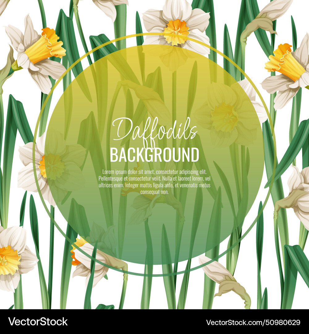 Spring background with daffodils postcard banner Vector Image