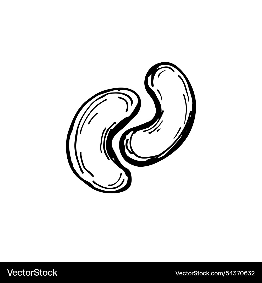 Cashew nuts sketch outline simple doodle drawing Vector Image