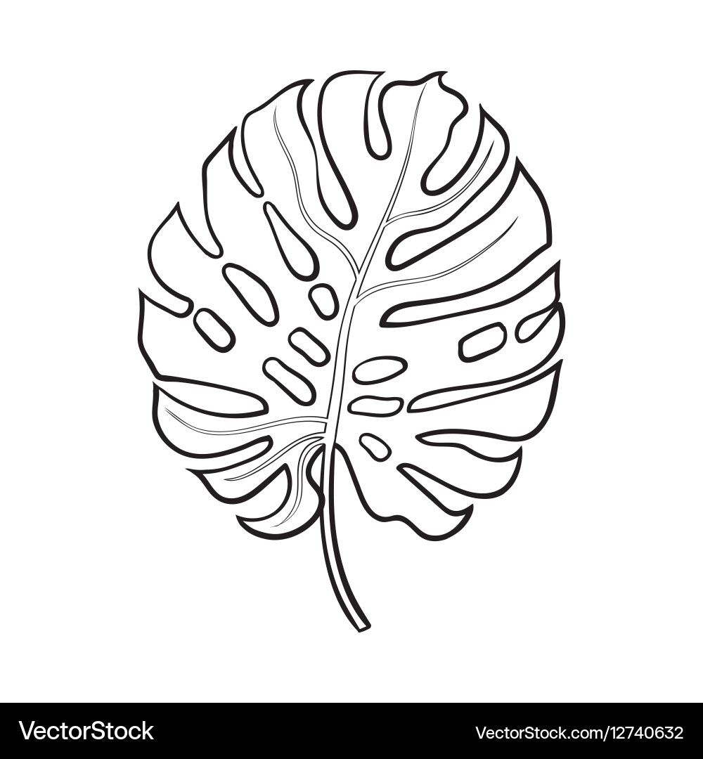 Full leaf of monstera palm tree sketch Royalty Free Vector