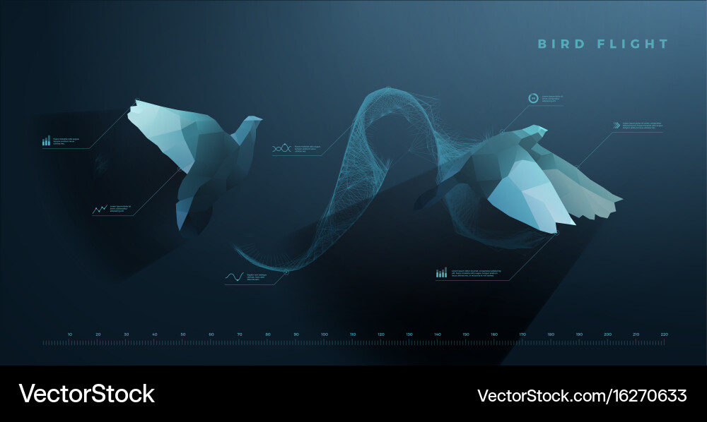 Bird flight Royalty Free Vector Image - VectorStock