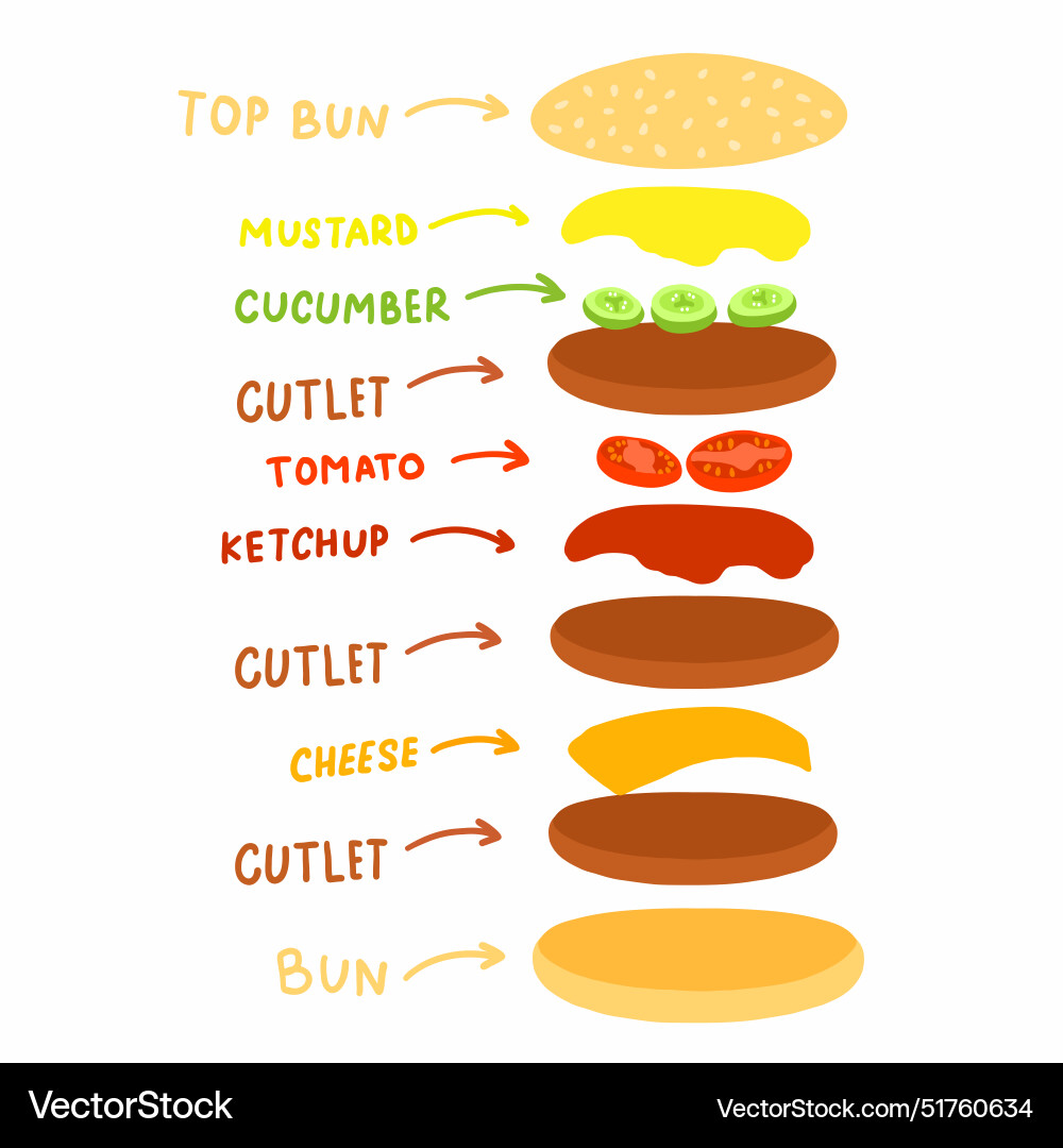 Burger infographics structure with ingredients Vector Image