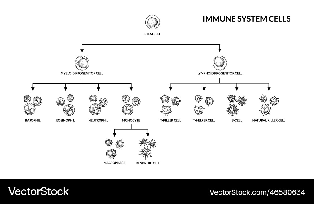 Cells of adaptive immune system human Royalty Free Vector