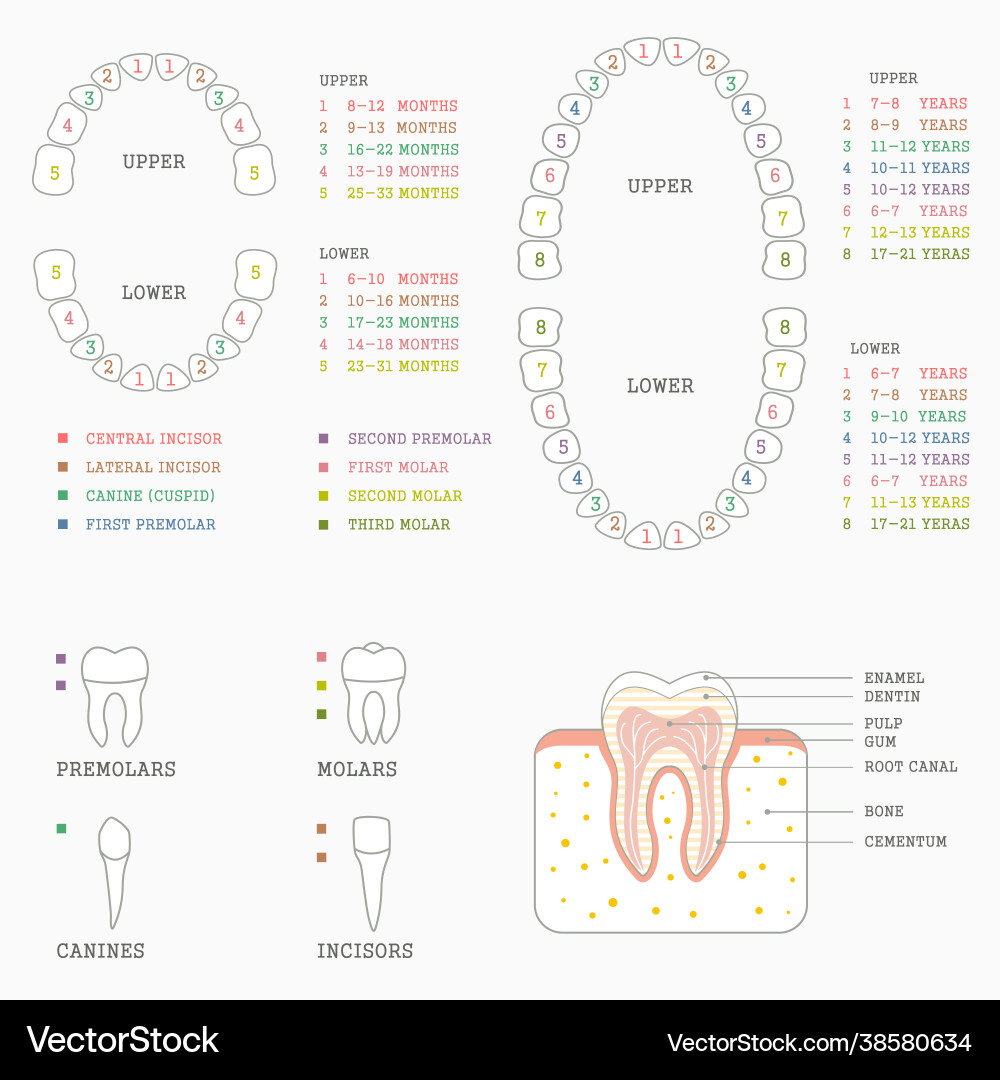 Human Tooth Chart Stock Vector Illustration Of Teeth 14,588 Adult