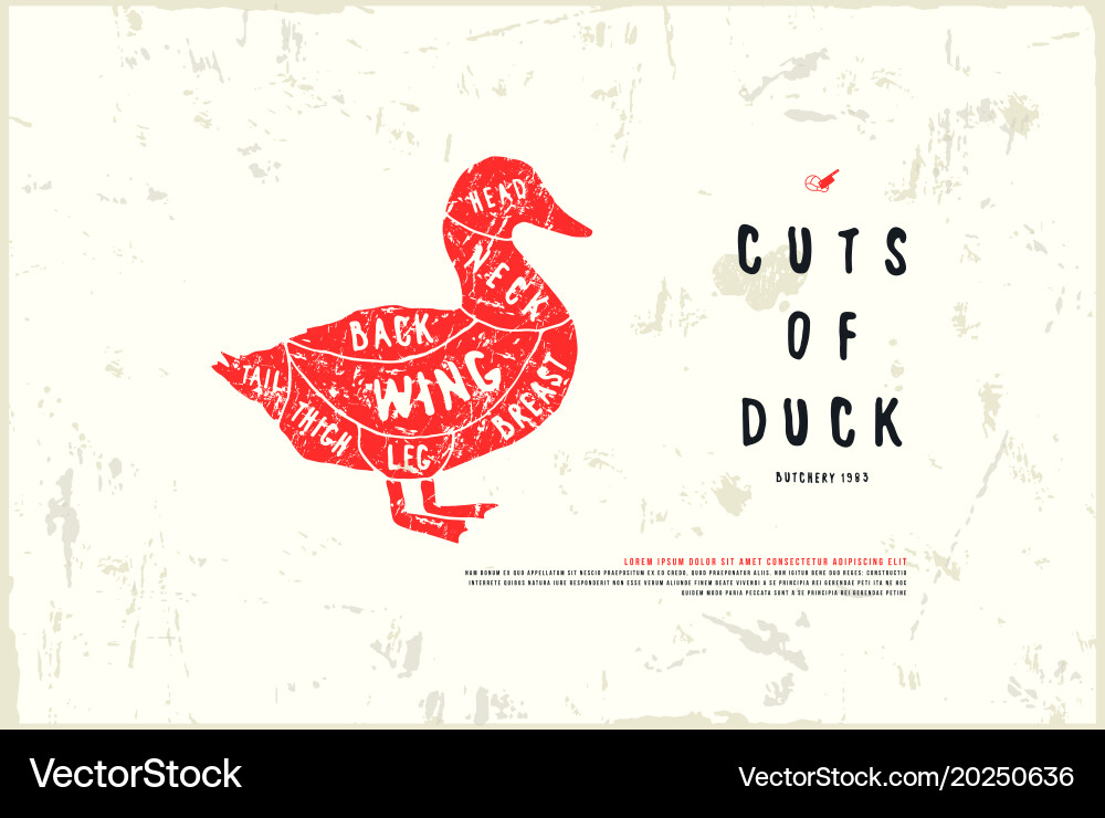Stock duck diagram Royalty Free Vector Image - VectorStock