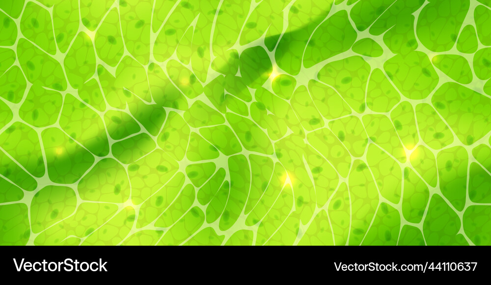 Abstract green wallpaper or plant cells Royalty Free Vector