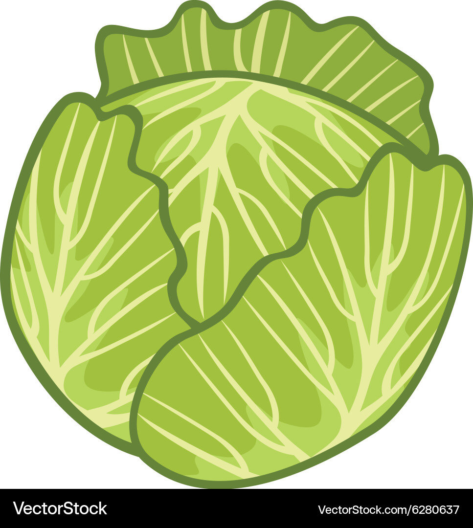 Cabbage Royalty Free Vector Image - VectorStock