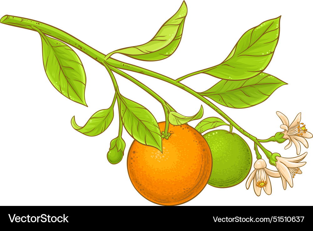 Orange branch colored detailed Royalty Free Vector Image